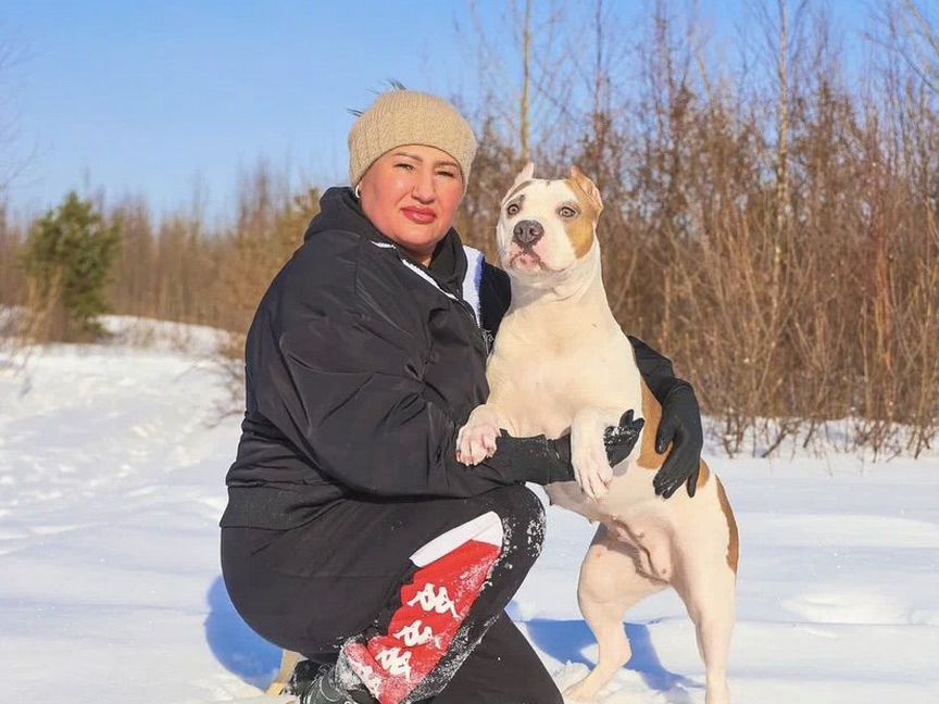 Стаффордширский терьер