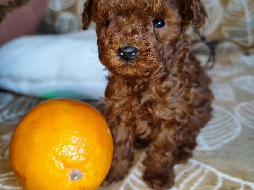 Той-пудель тикап ред браун