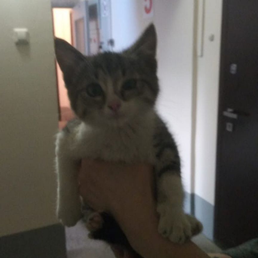 Котенок в бампере