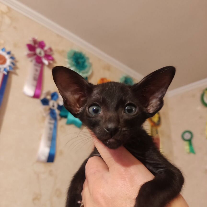 Ориентальный котёнок