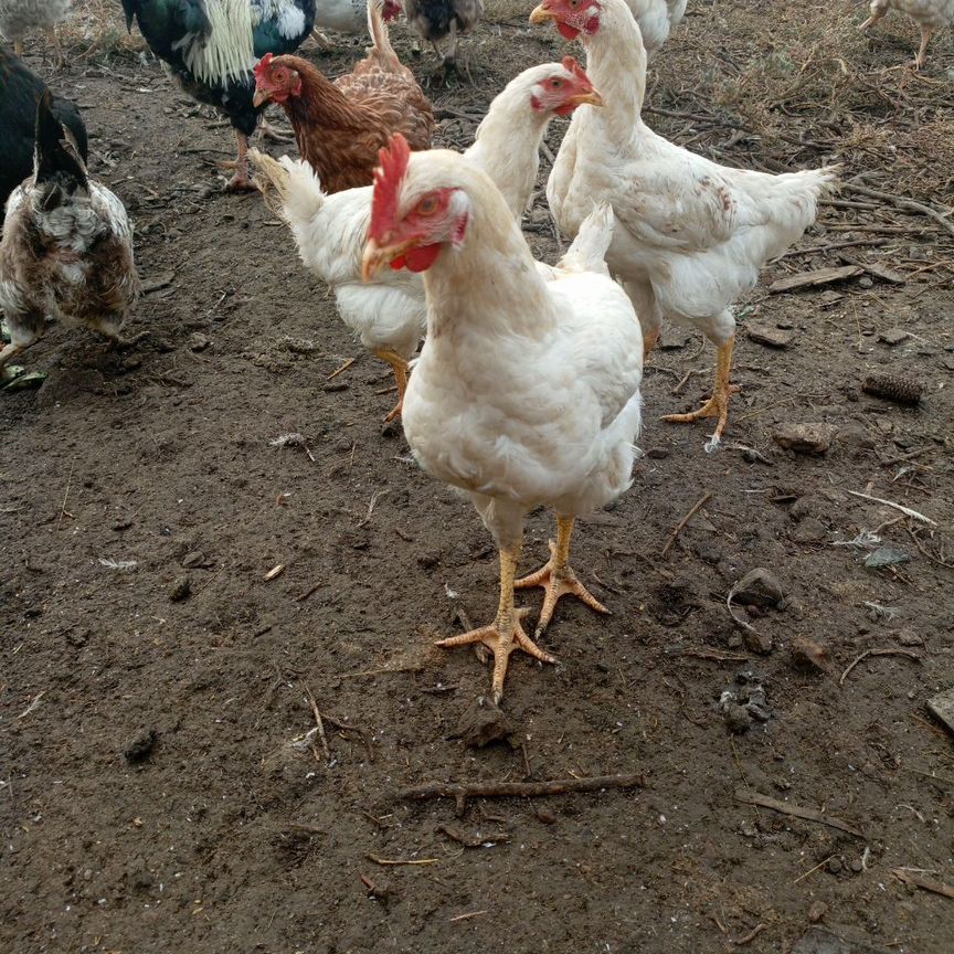 Молодые петушки