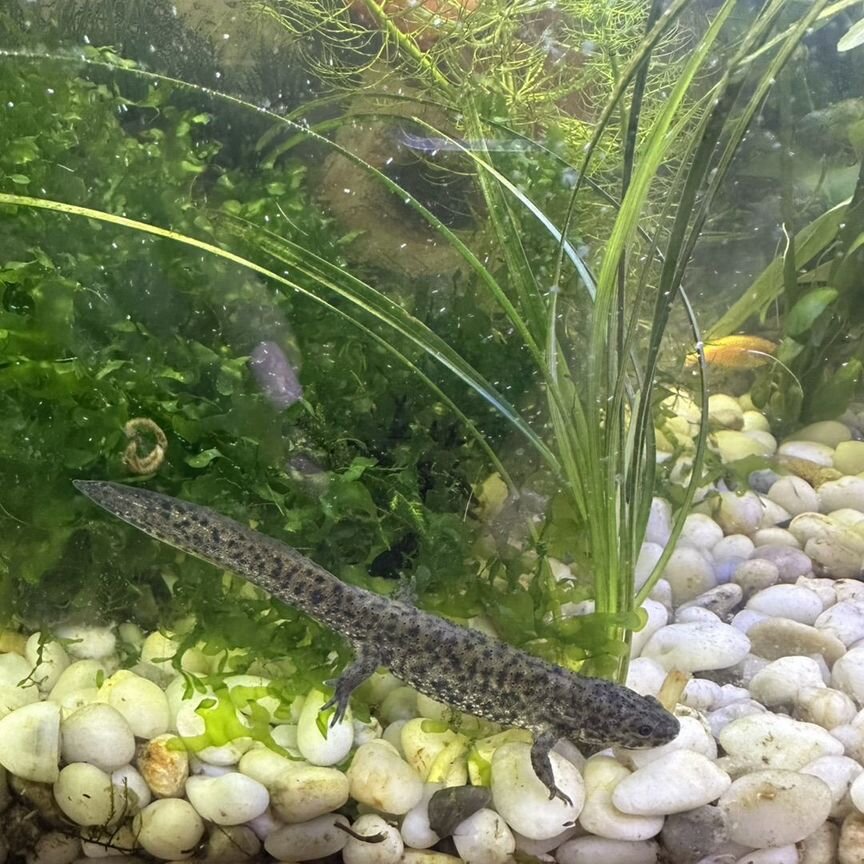 Тритон аквариумный