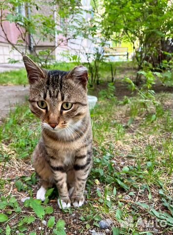 Ласковый котик