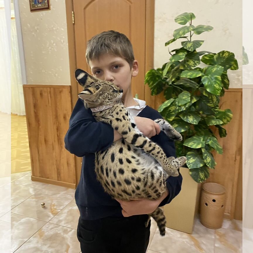 Саванна котёнок