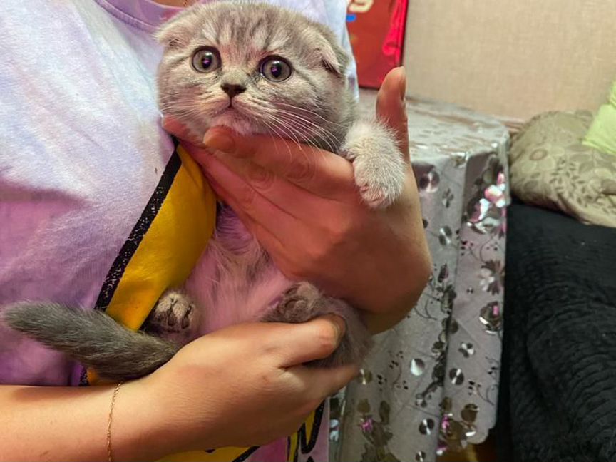 Шотладские вислоухие котята