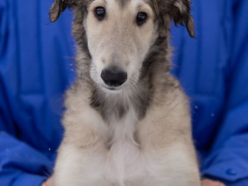 Русская псовая борзая мальчик