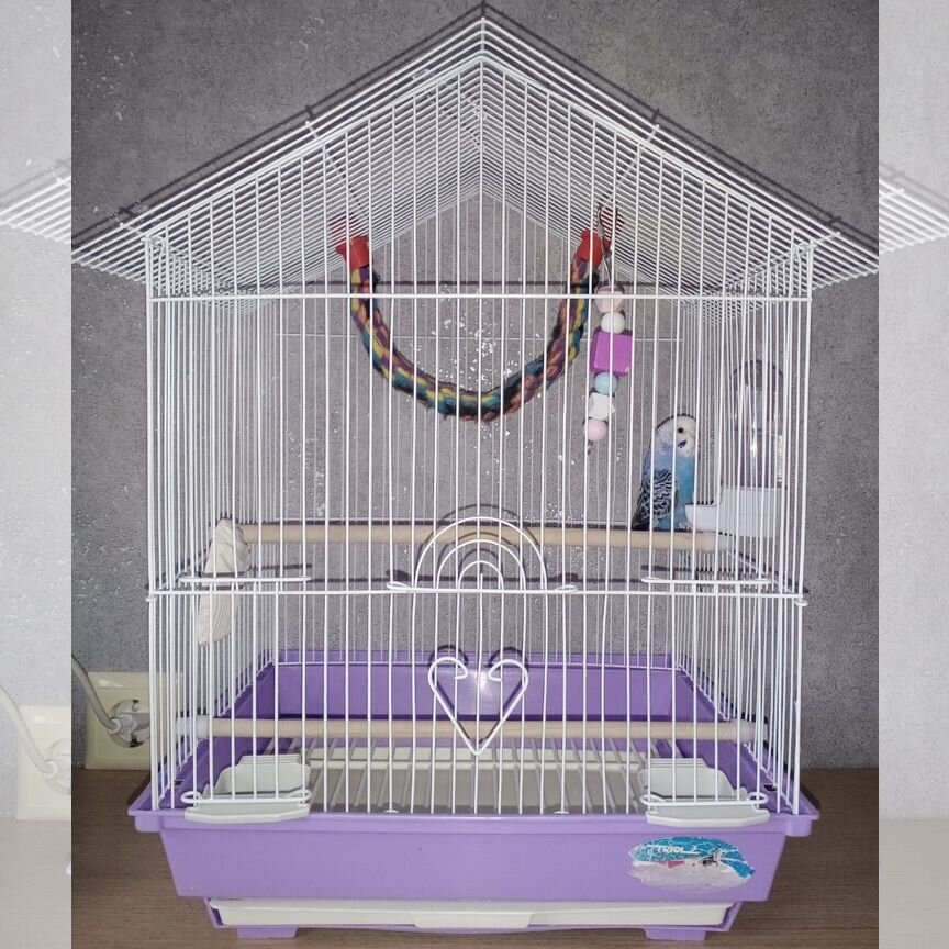 Волнистый попугай с клеткой