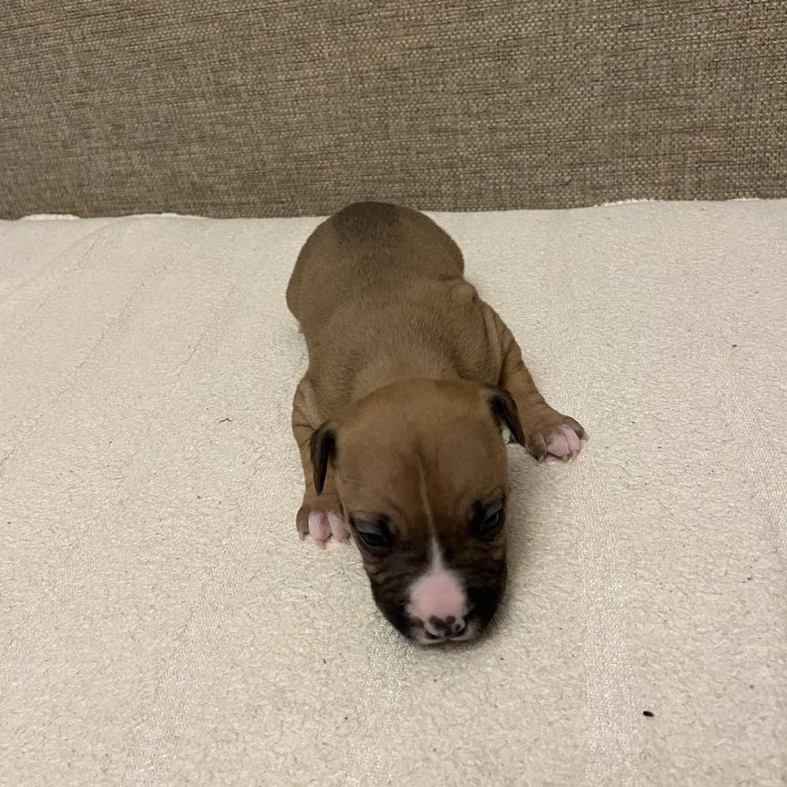 Щенки стаффорда