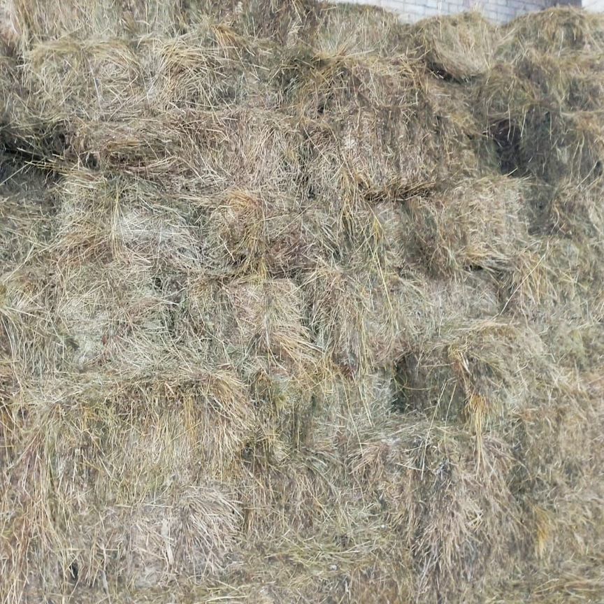 Сено в кипах 15-25 кг
