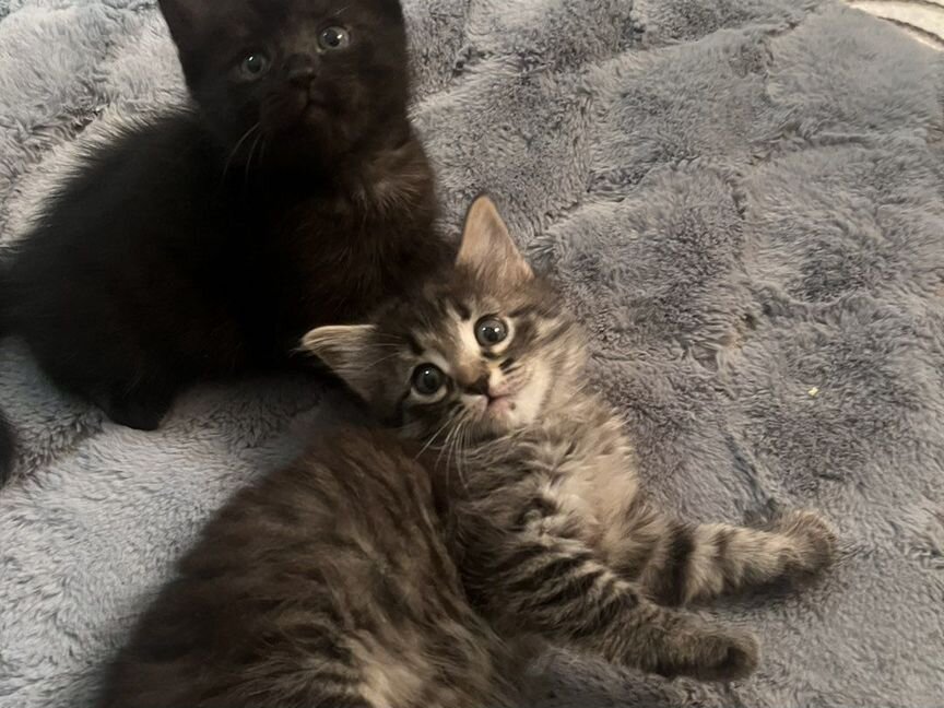 Котенок в добрые руки