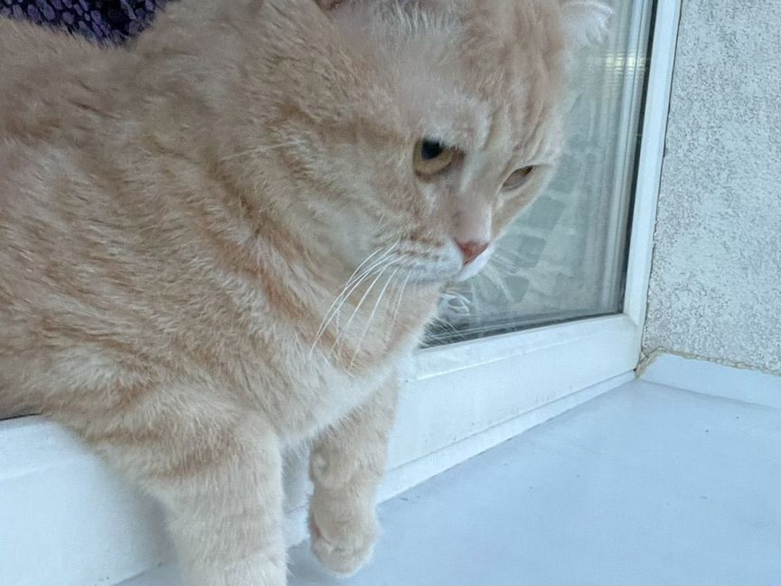 Кот бесплатно