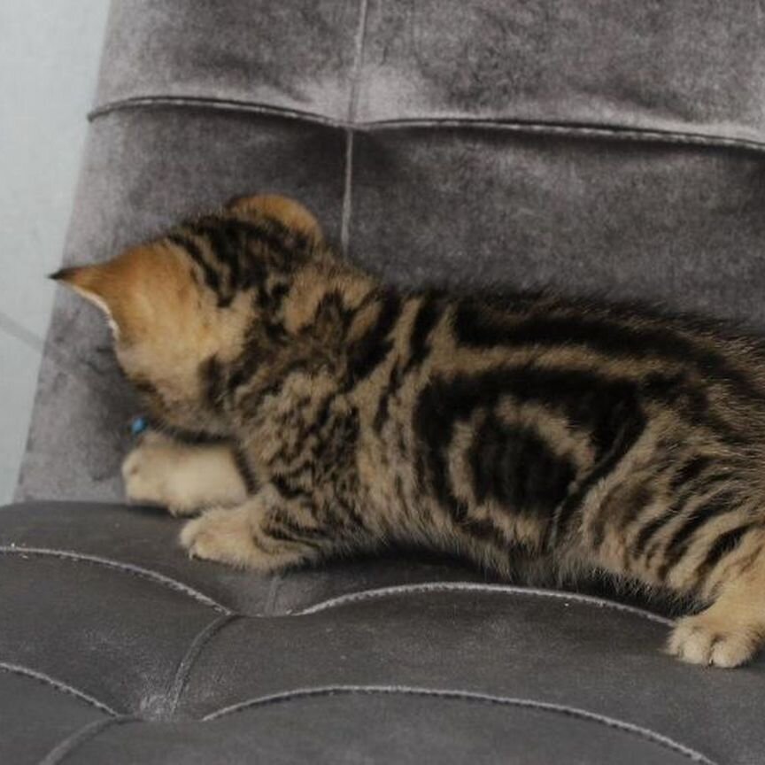 Котята британской породы шоколадный окрас