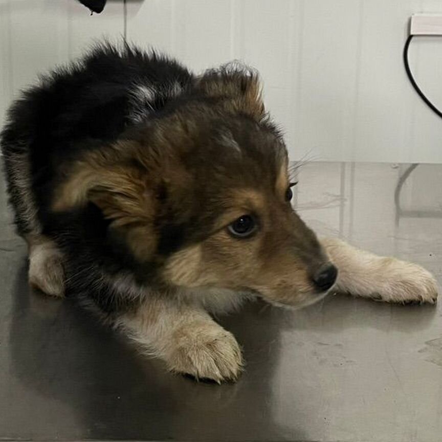 Щенок в добрые руки