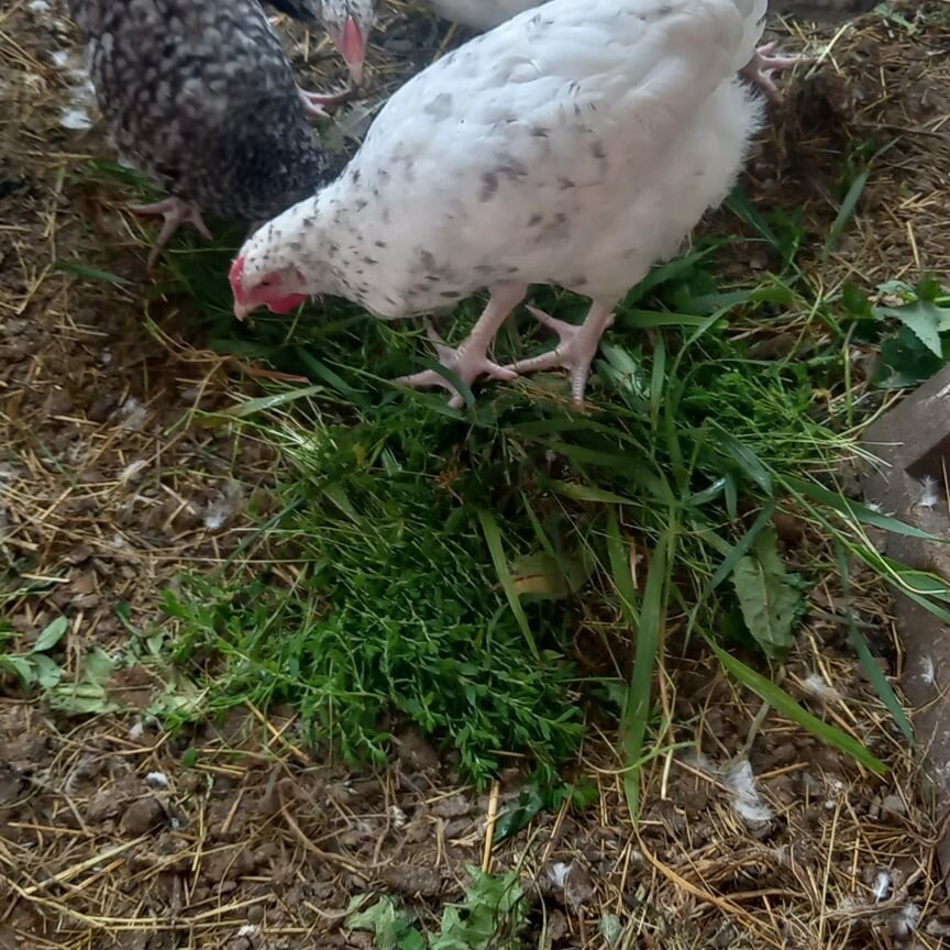 Куры пушкинские