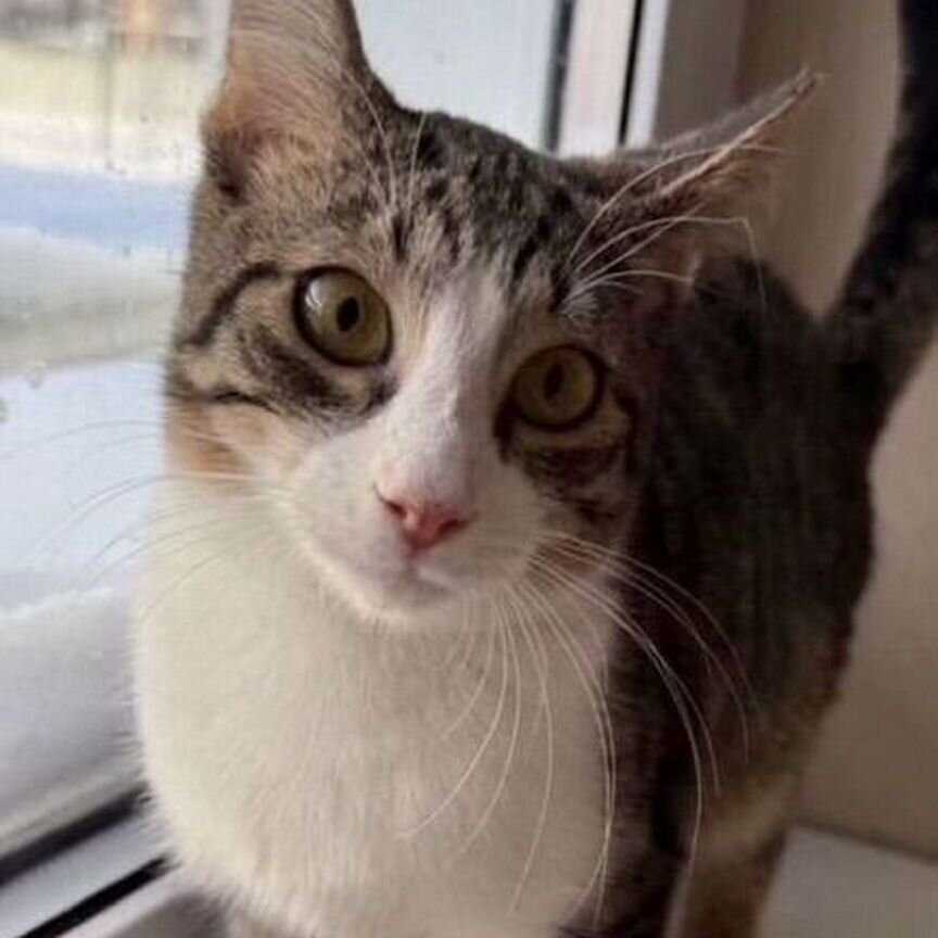 Ориентальный котёнок