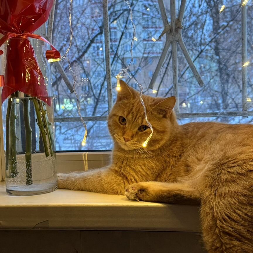 Локки, 10 месяцев