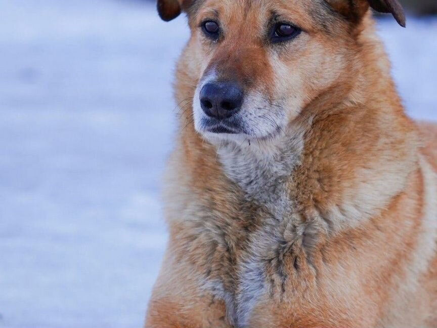 Собака Мандаринка в добрые руки