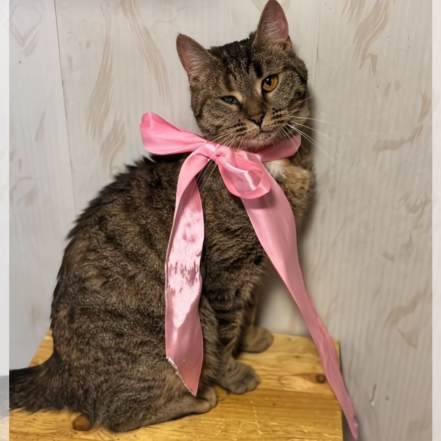 Взрослая, Девочка кошка в добрые руки