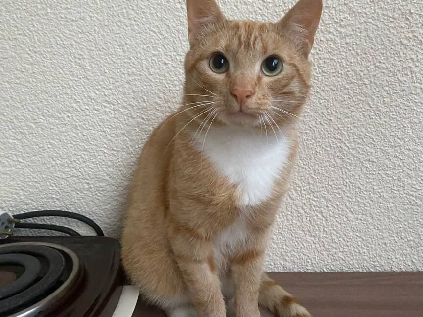 Котик в добрые руки