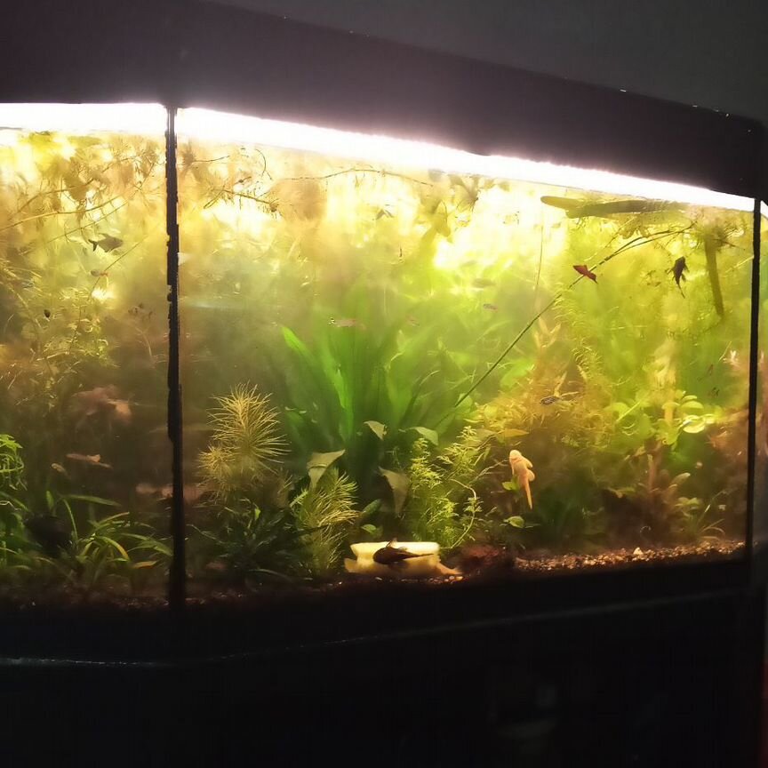 Аквариумные рыбки и растения