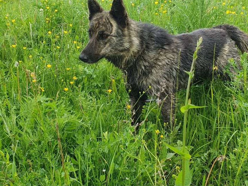Тигра мечтает стать домашней