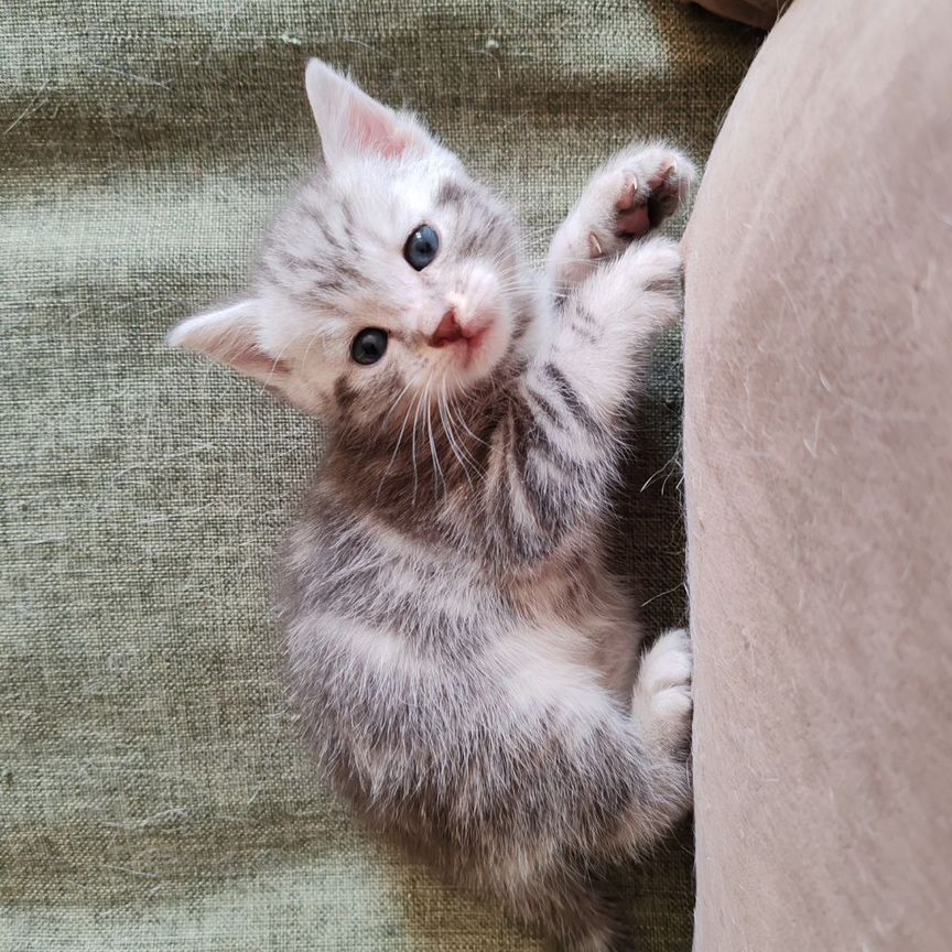 Котята британские шотландские