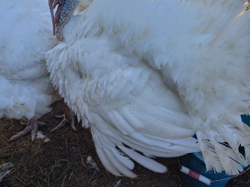 Индюки биг 6