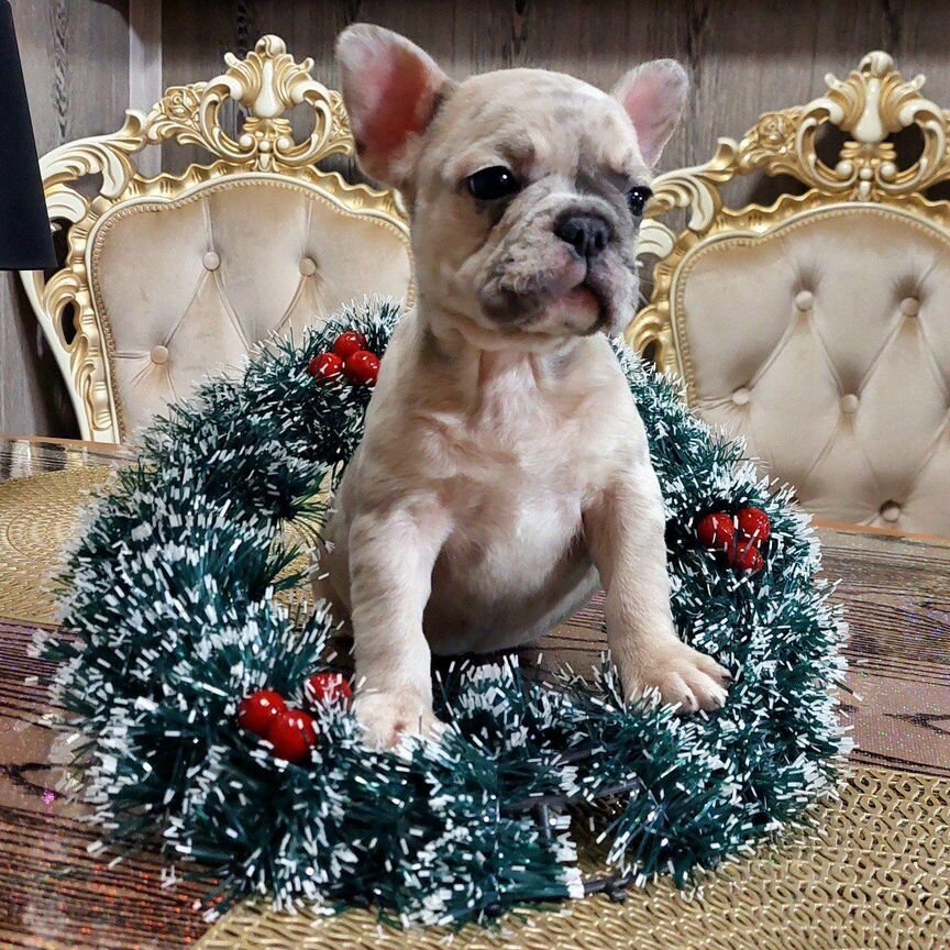 Французский бульдог, щенок