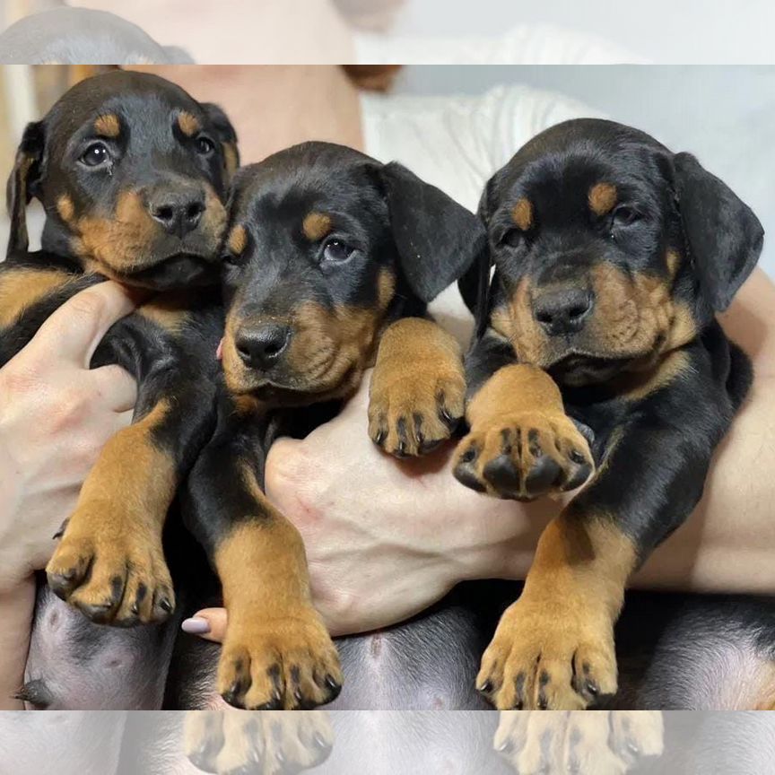 Доберман, щенок