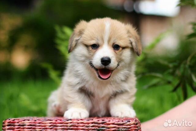 Очаровательные малыши коржики