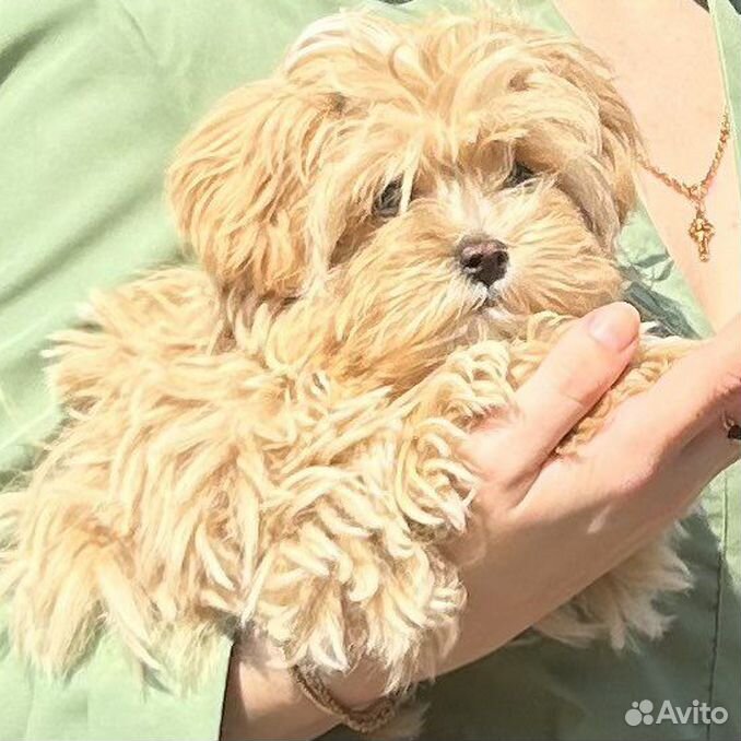 Мальтипу микро Korea