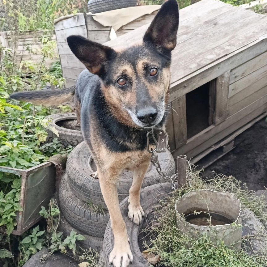 Собака ищет дом. Пальма