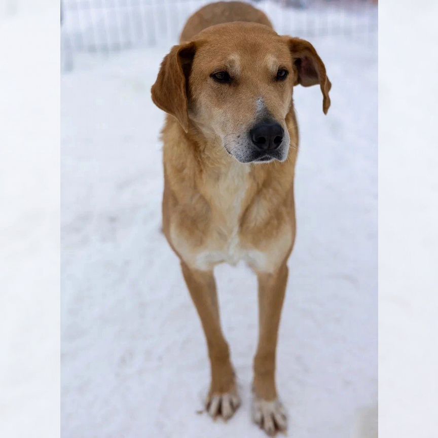 Очаровательный крупный пес