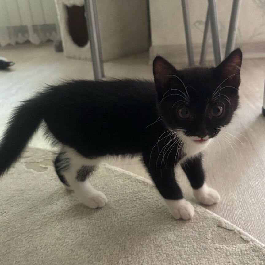 Котёнок в добрые руки