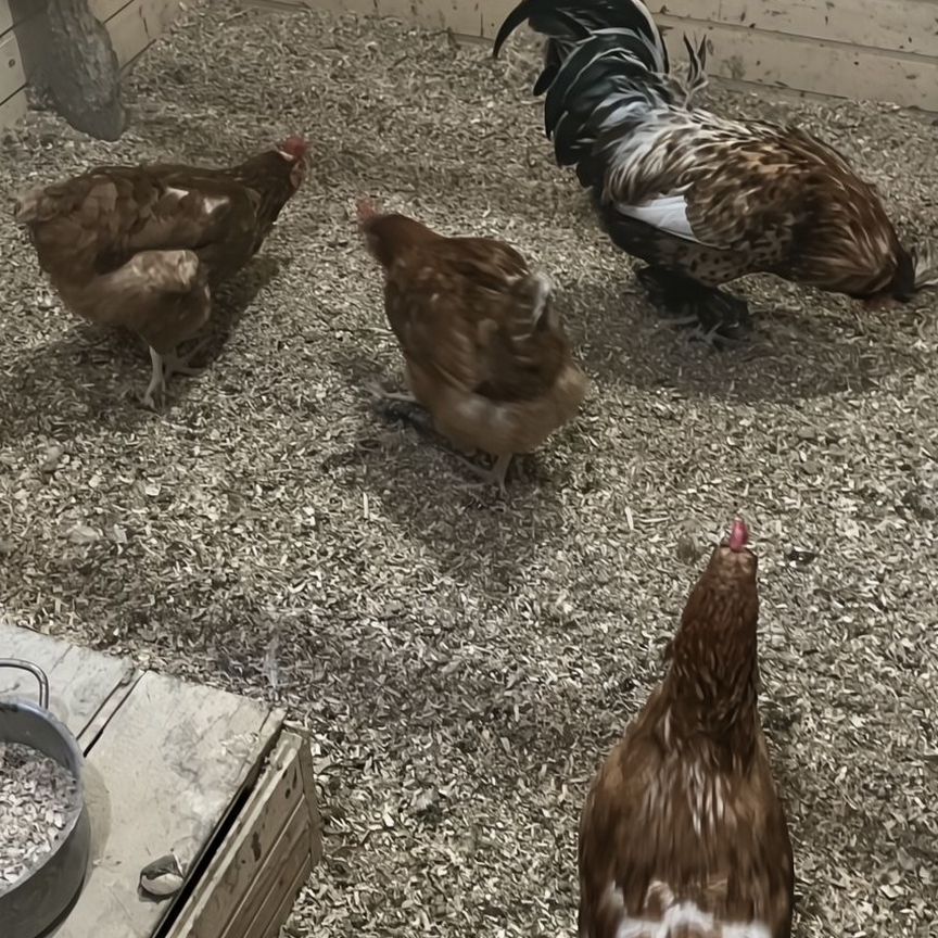 Куры и петух