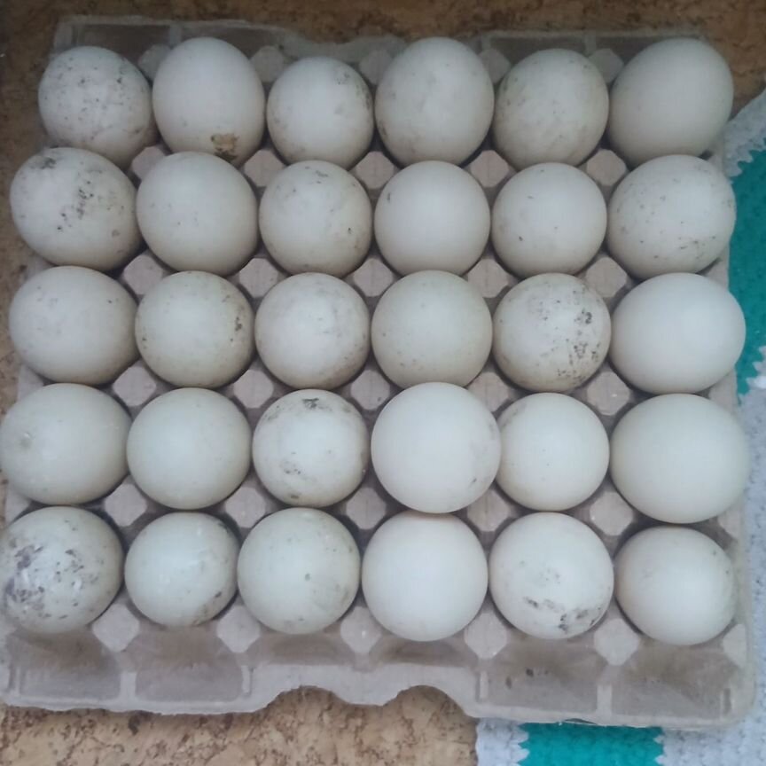 Инкубационное яйцо индоутки