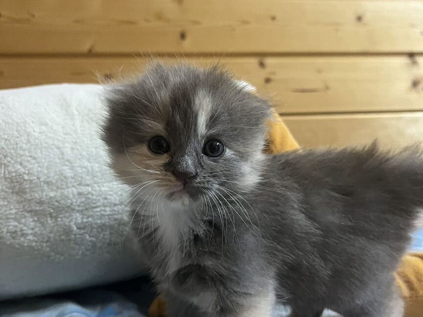 Шотландская вислоухая кошка