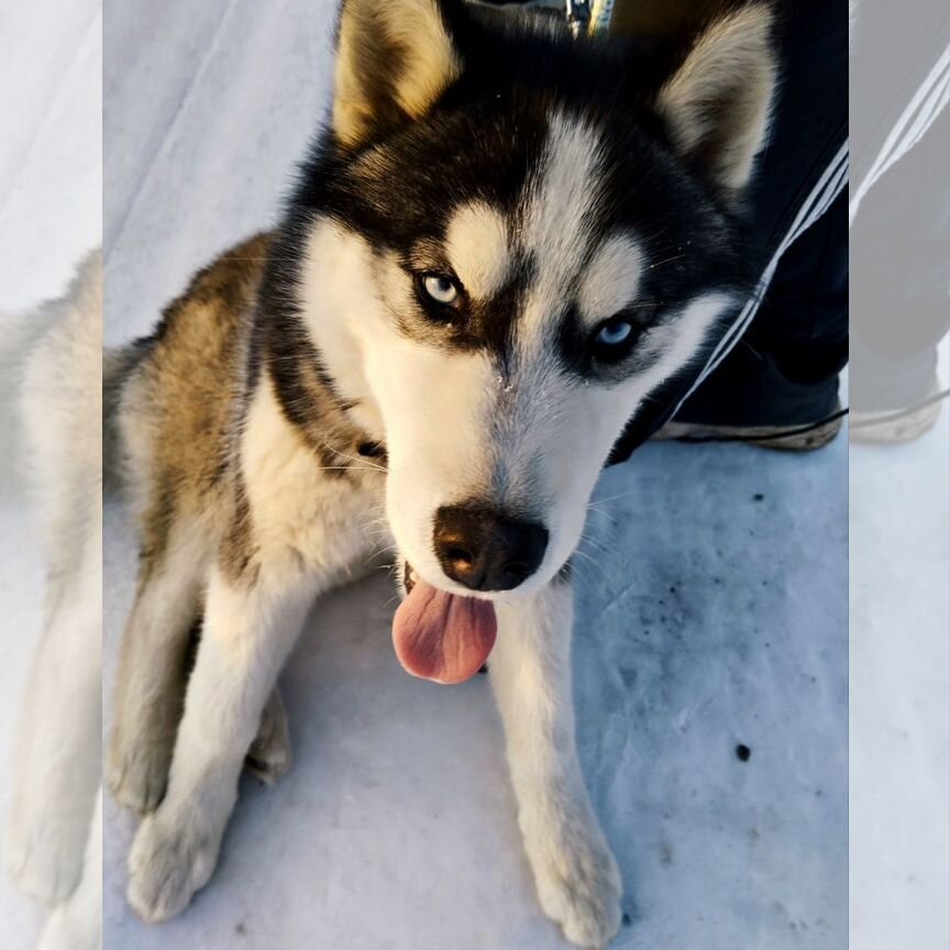 Сибирский хаски, взрослый пёс