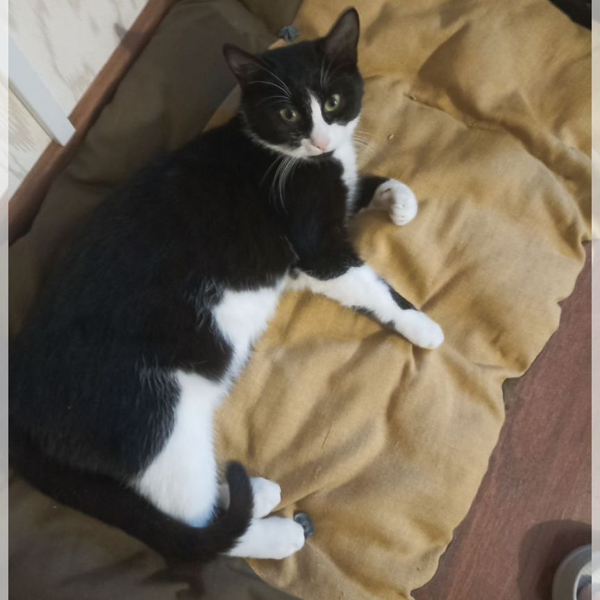 Котёнок в добрые руки