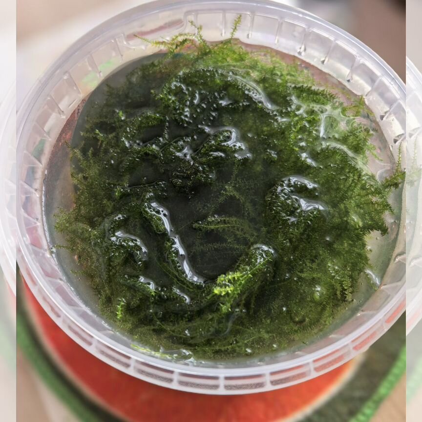 Мох для аквариума