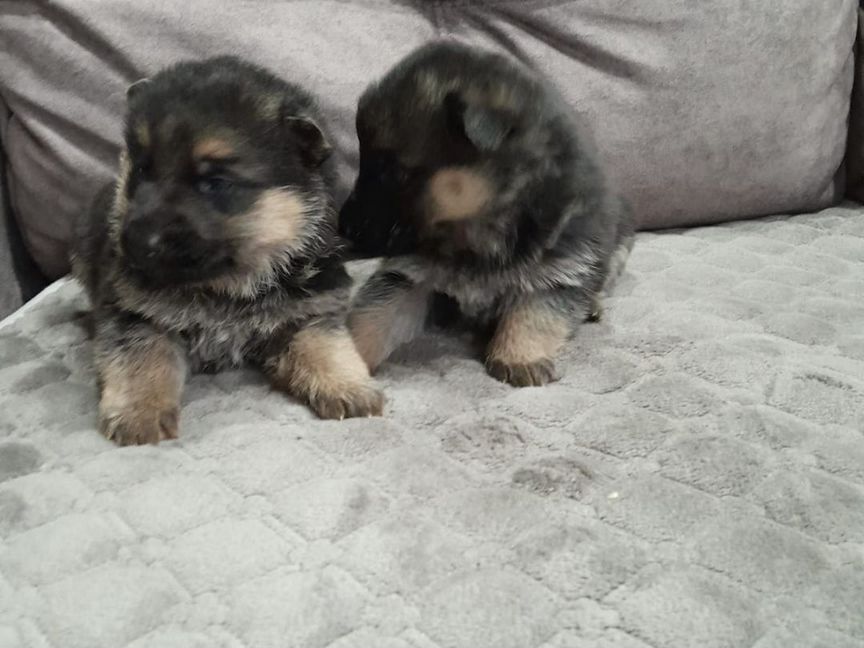 Немецкая овчарка