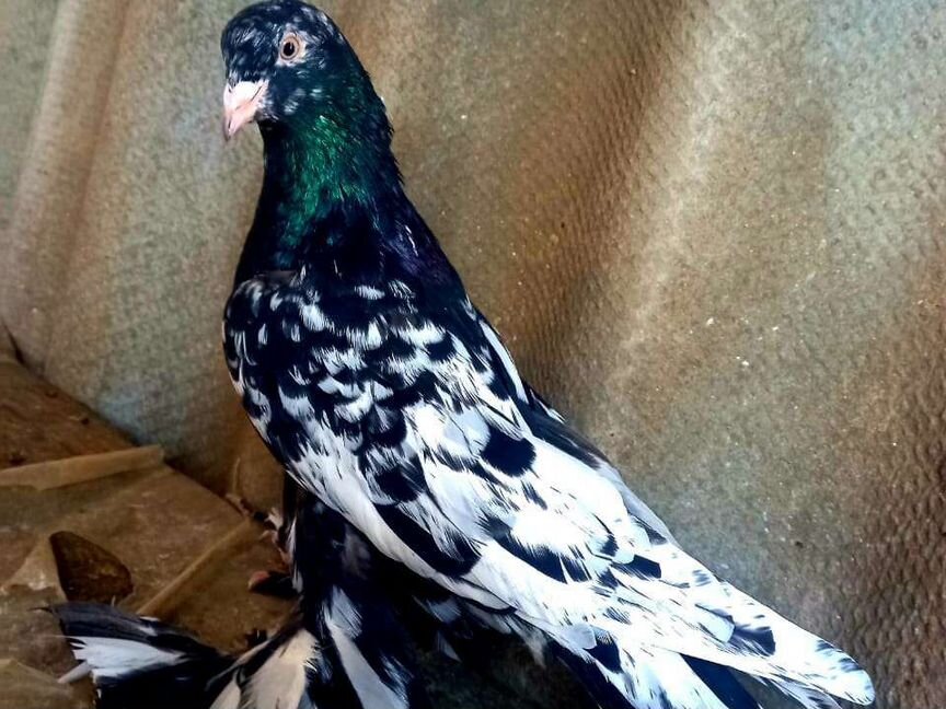 Бойные голуби