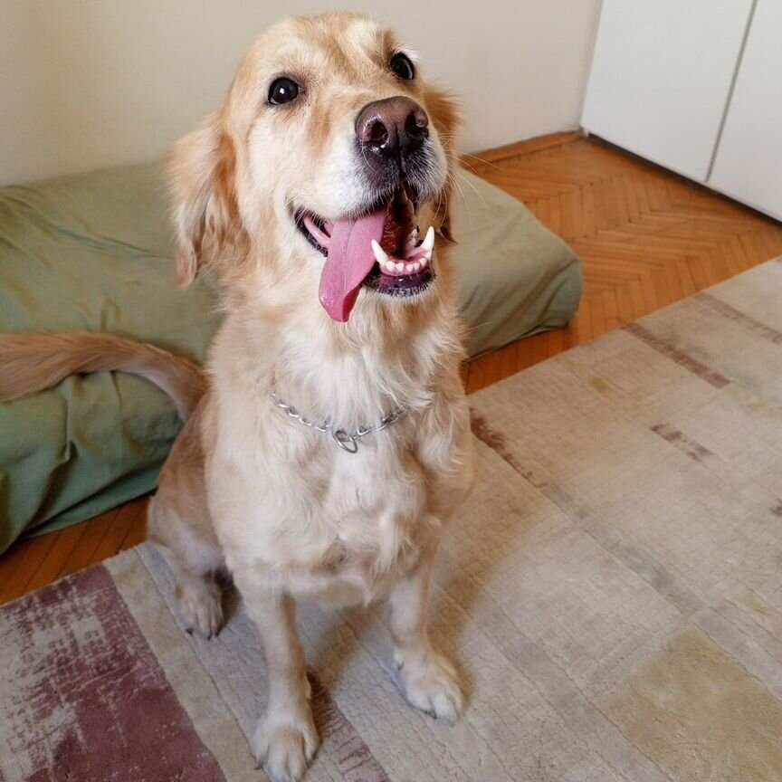 Золотистый ретривер, взрослая собака