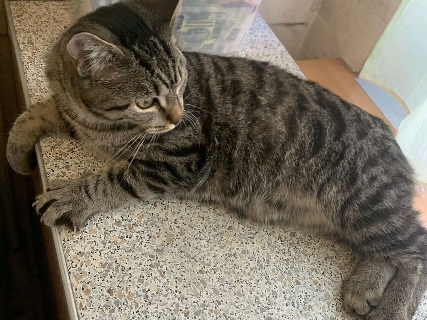 Отдам кота в добрые руки