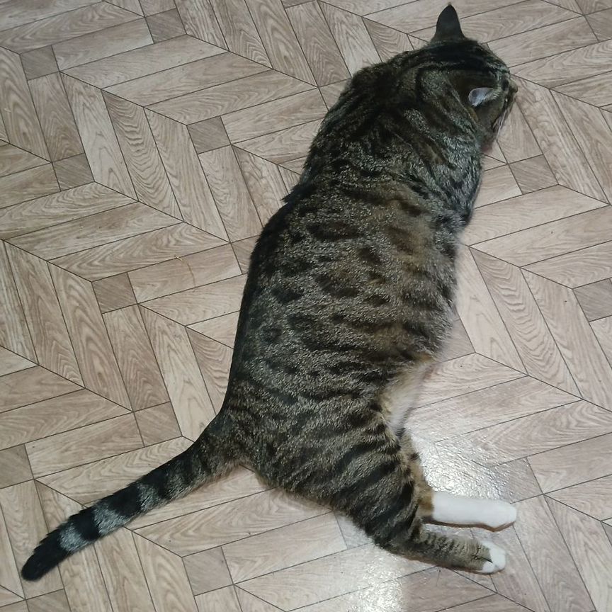 Отдам кота в добрые руки