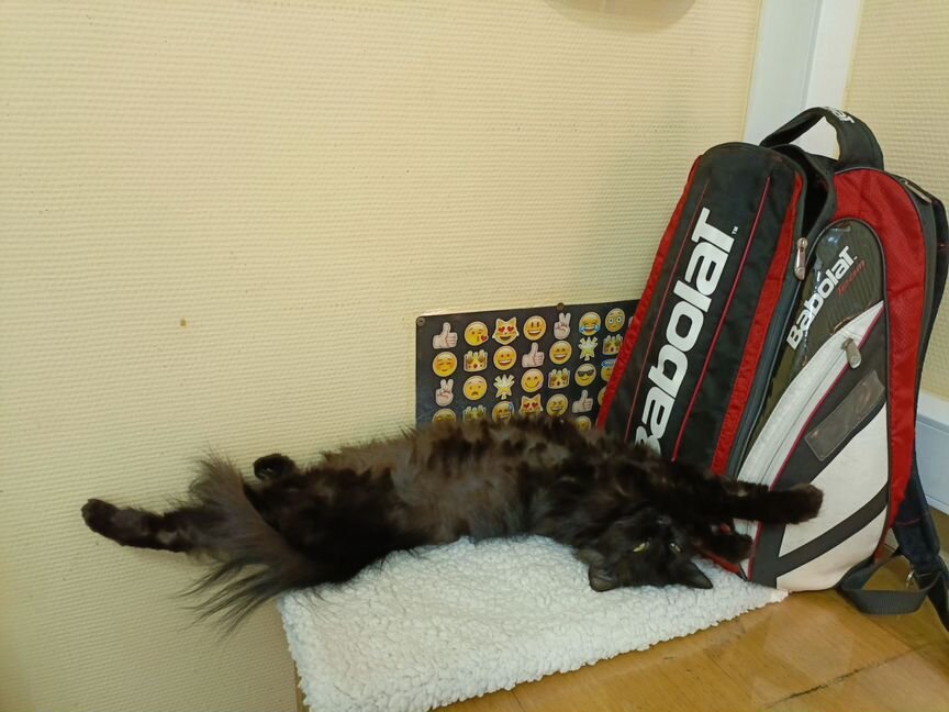 Черная кошечка Маруся