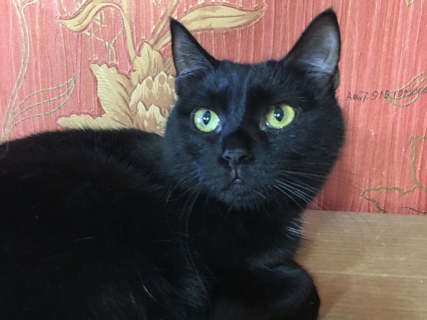 Кошечка Карамелька