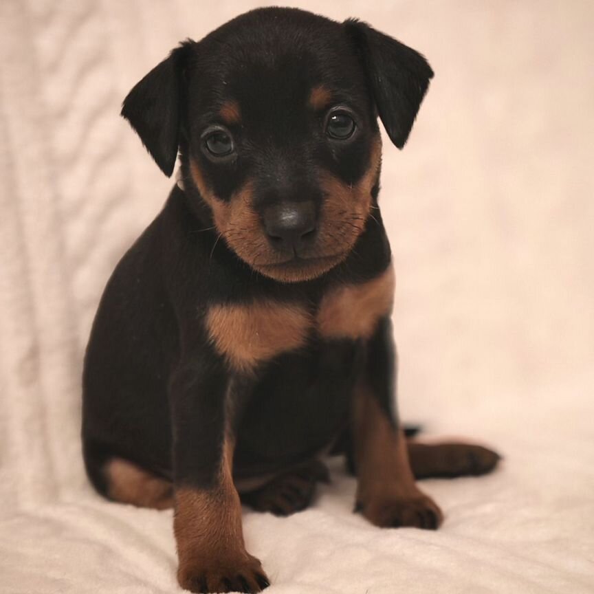 Цвергпинчер, щенок