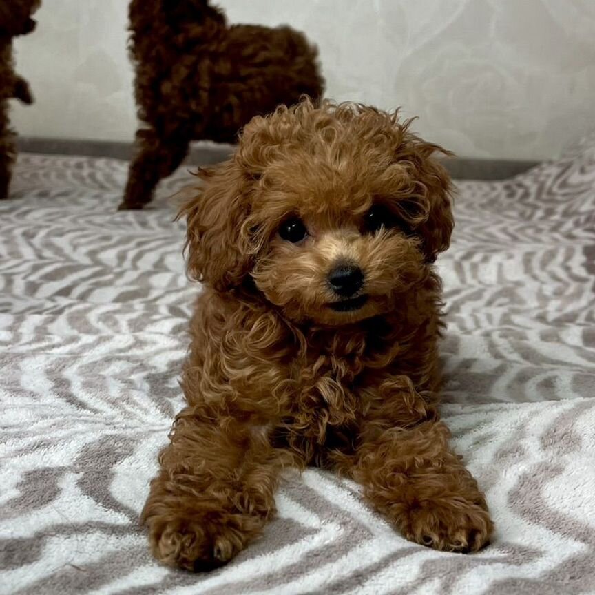 Пудель, щенок