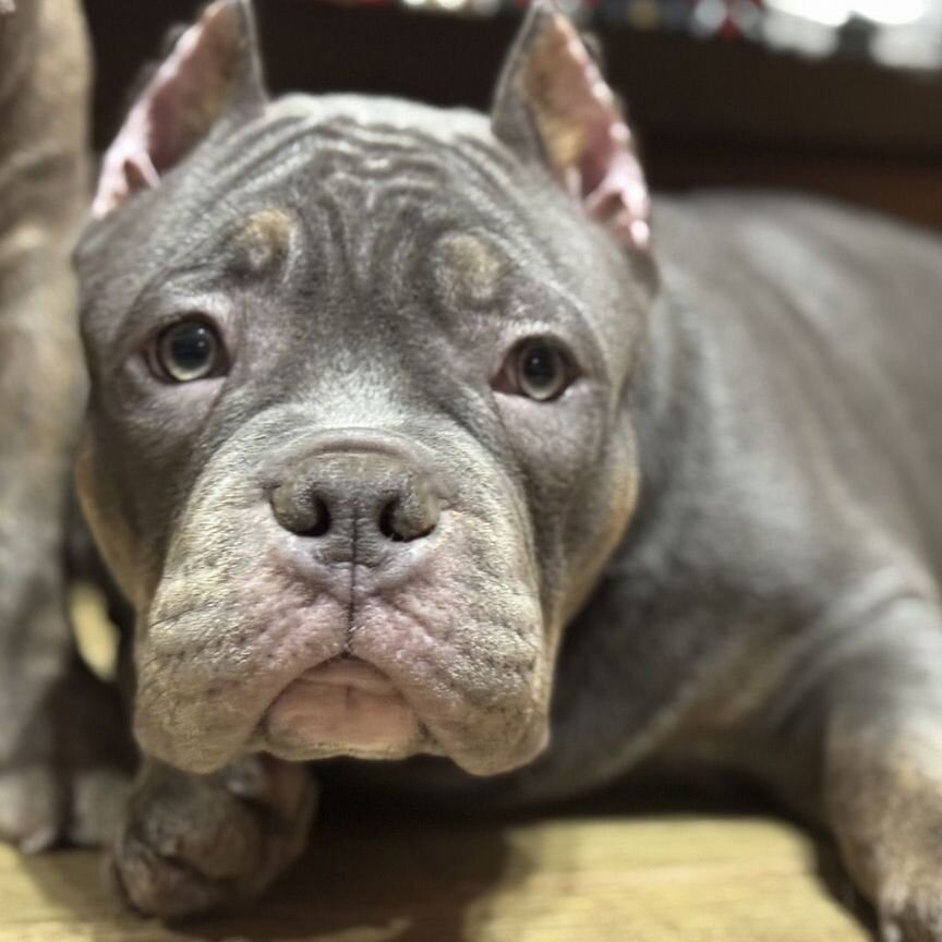 Американский булли, щенок